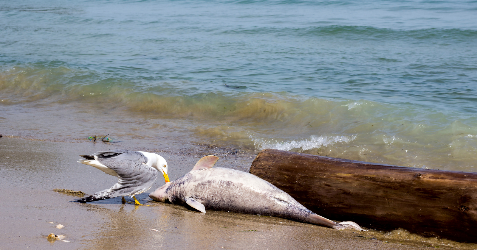 Toxic waters off California are poisoning sea lions and dolphins ...